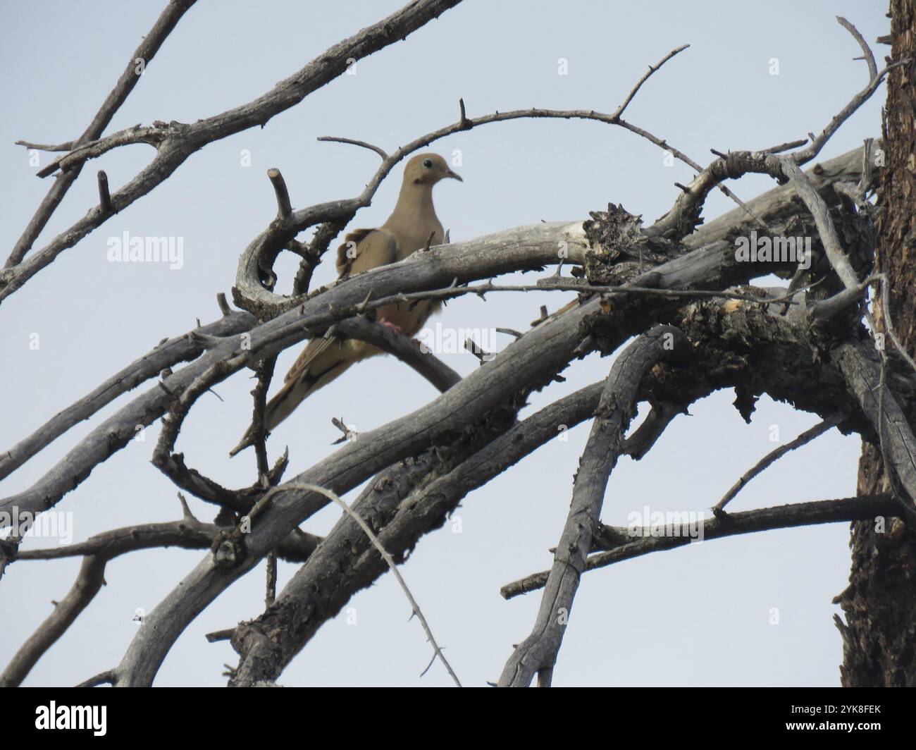 Mourning Dove (Zenaida macroura Stock Photo - Alamy