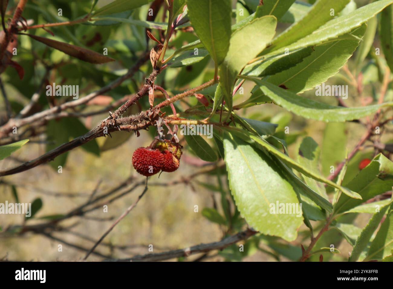 strawberry tree (Arbutus unedo Stock Photo - Alamy