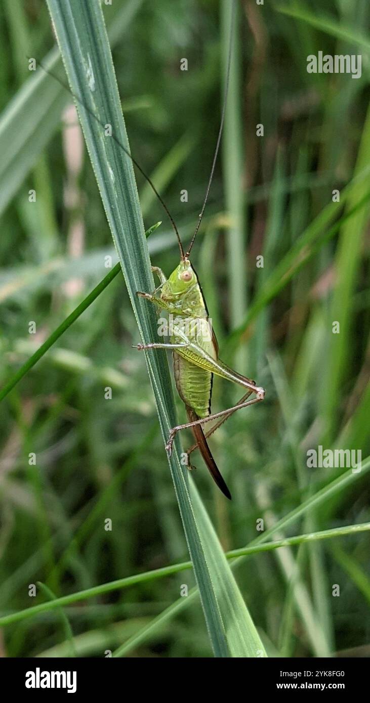 Long winged conehead conocephalus fuscus hi-res stock photography and ...