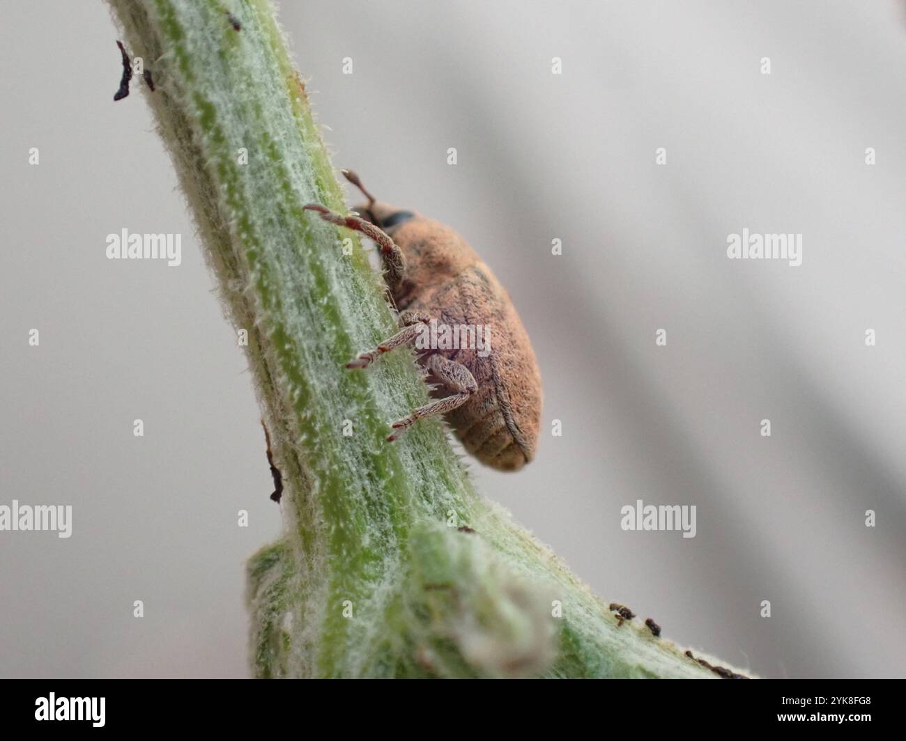 Lesser Knapweed Flower Weevil (Larinus minutus Stock Photo - Alamy
