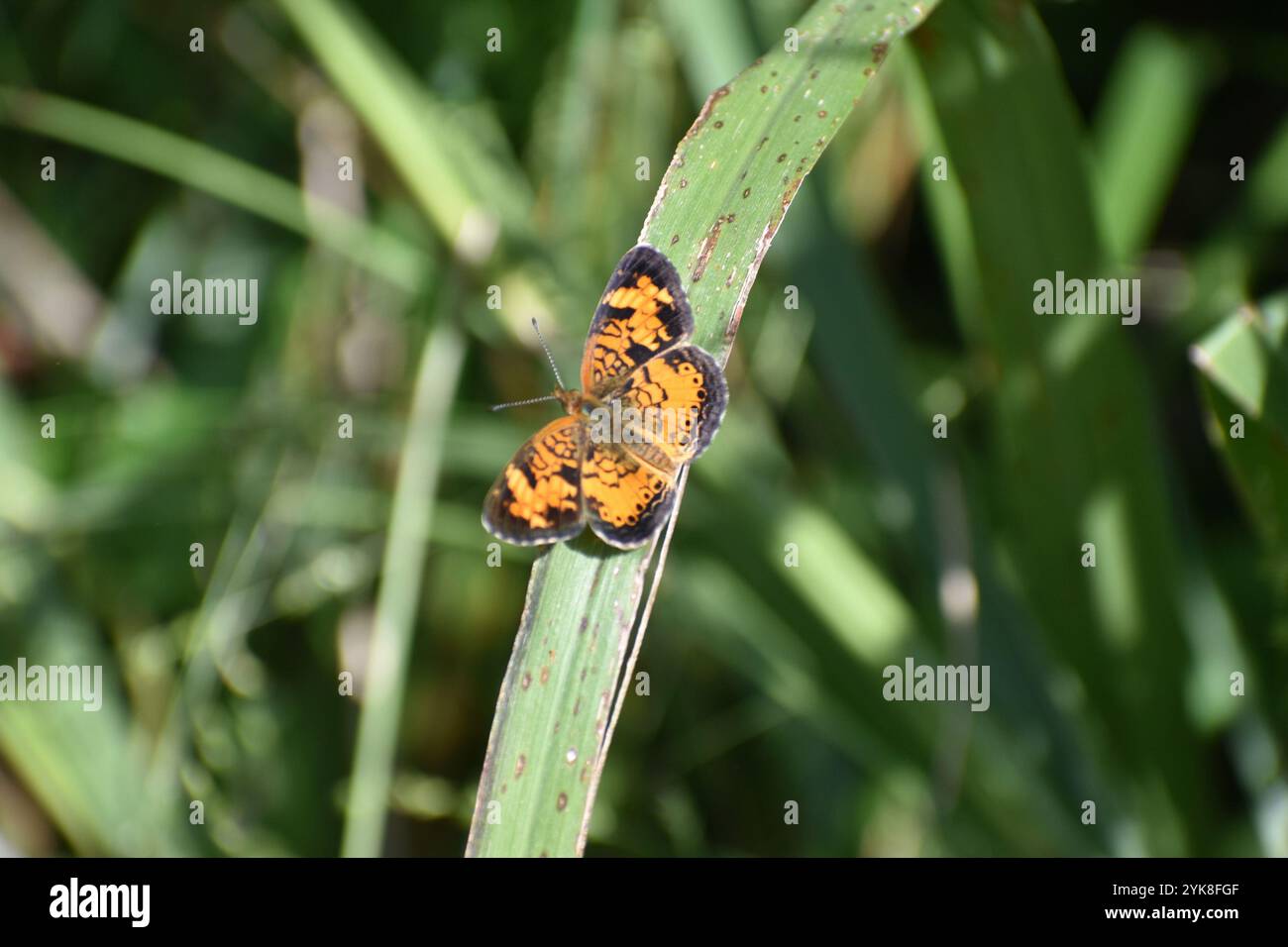 Pearl Crescent (Phyciodes tharos Stock Photo - Alamy