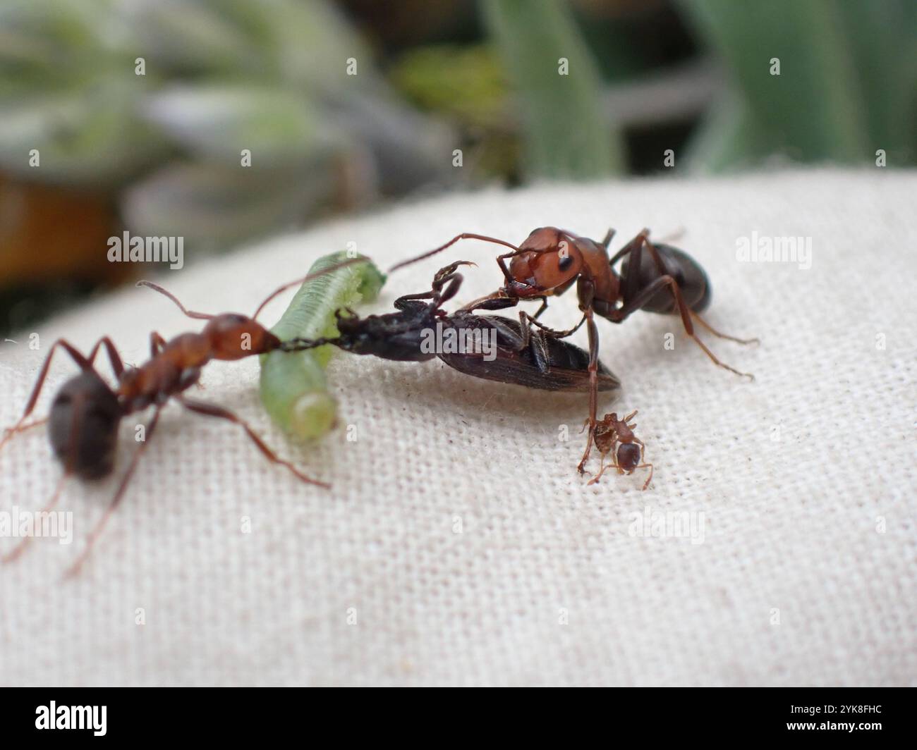integra-group Field and Mound Ants (Formica integra Stock Photo - Alamy