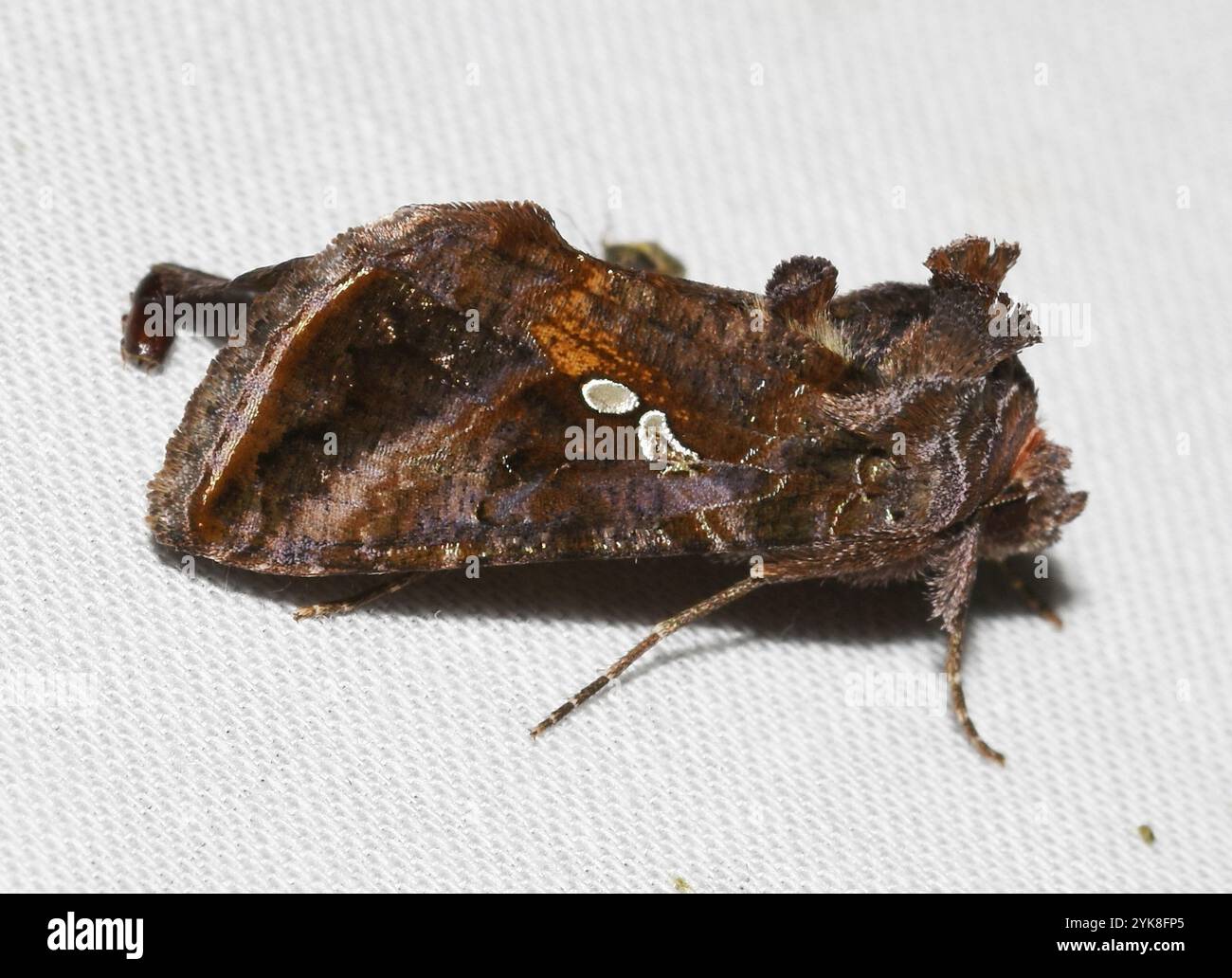 Autographa precationis hi-res stock photography and images - Alamy