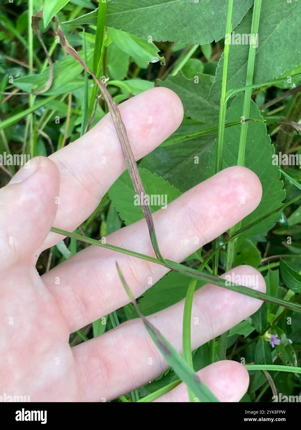 Low Nutrush (Scleria verticillata Stock Photo - Alamy