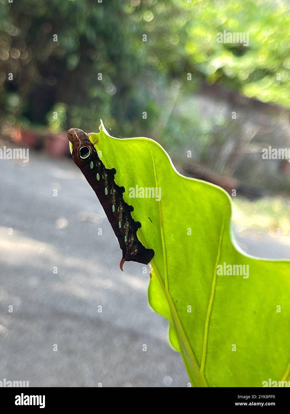 Green Pergesa Hawkmoth (Pergesa acteus Stock Photo - Alamy