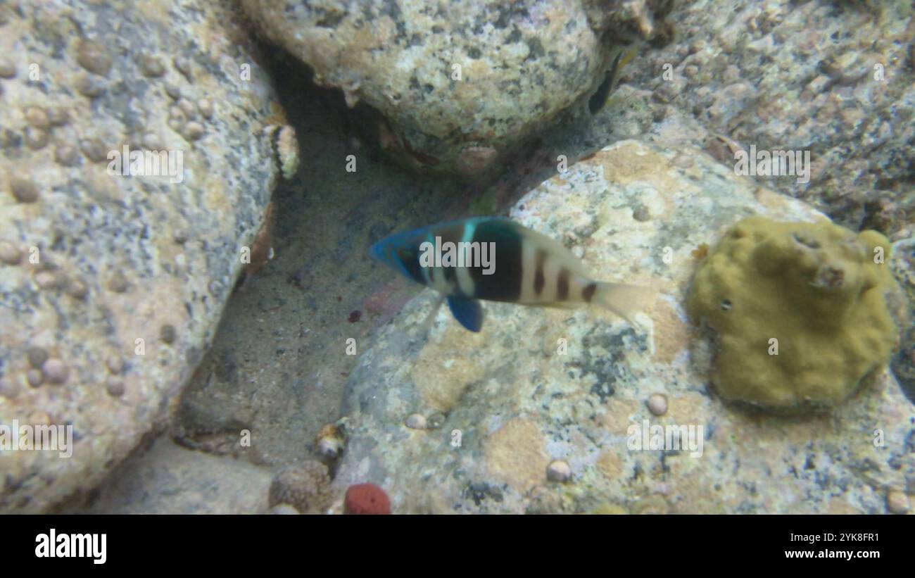 Indigo hamlet hi-res stock photography and images - Alamy