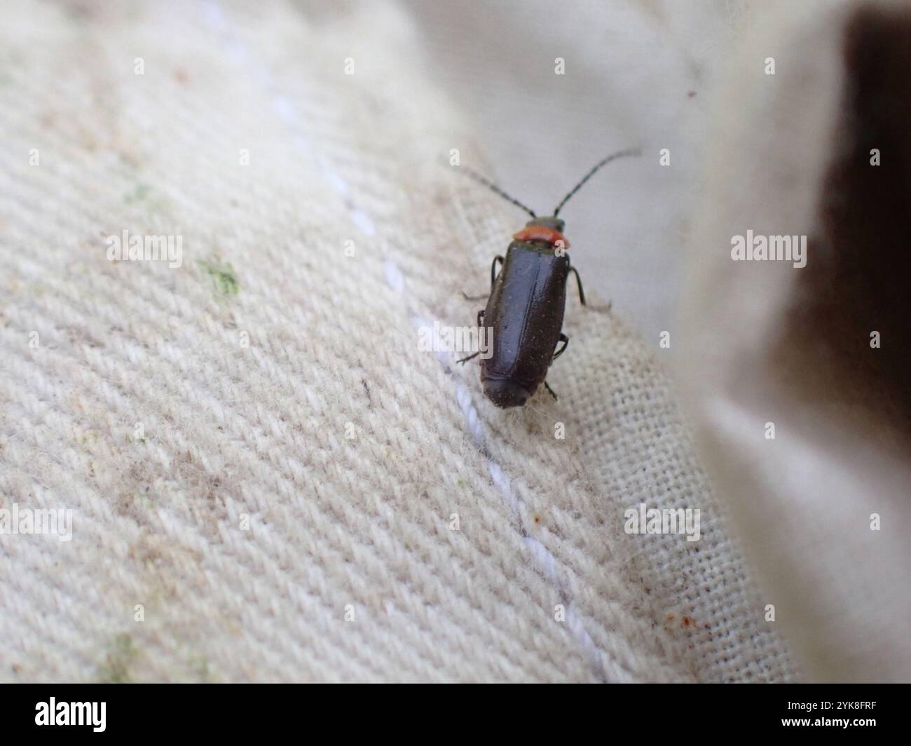 Silis hi-res stock photography and images - Alamy