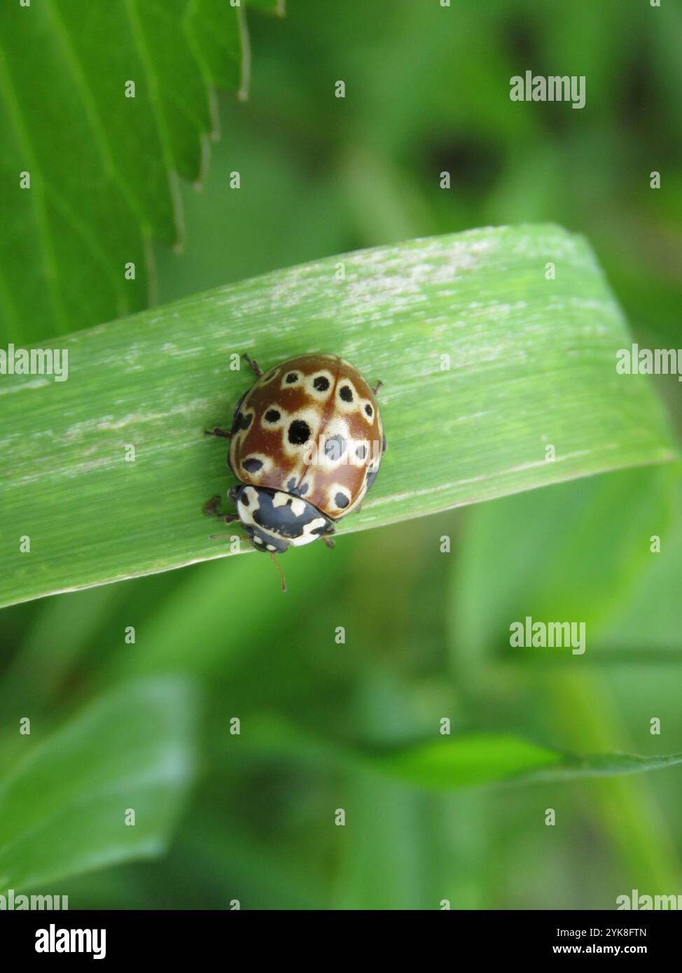 Eye spotted lady beetle hi-res stock photography and images - Alamy