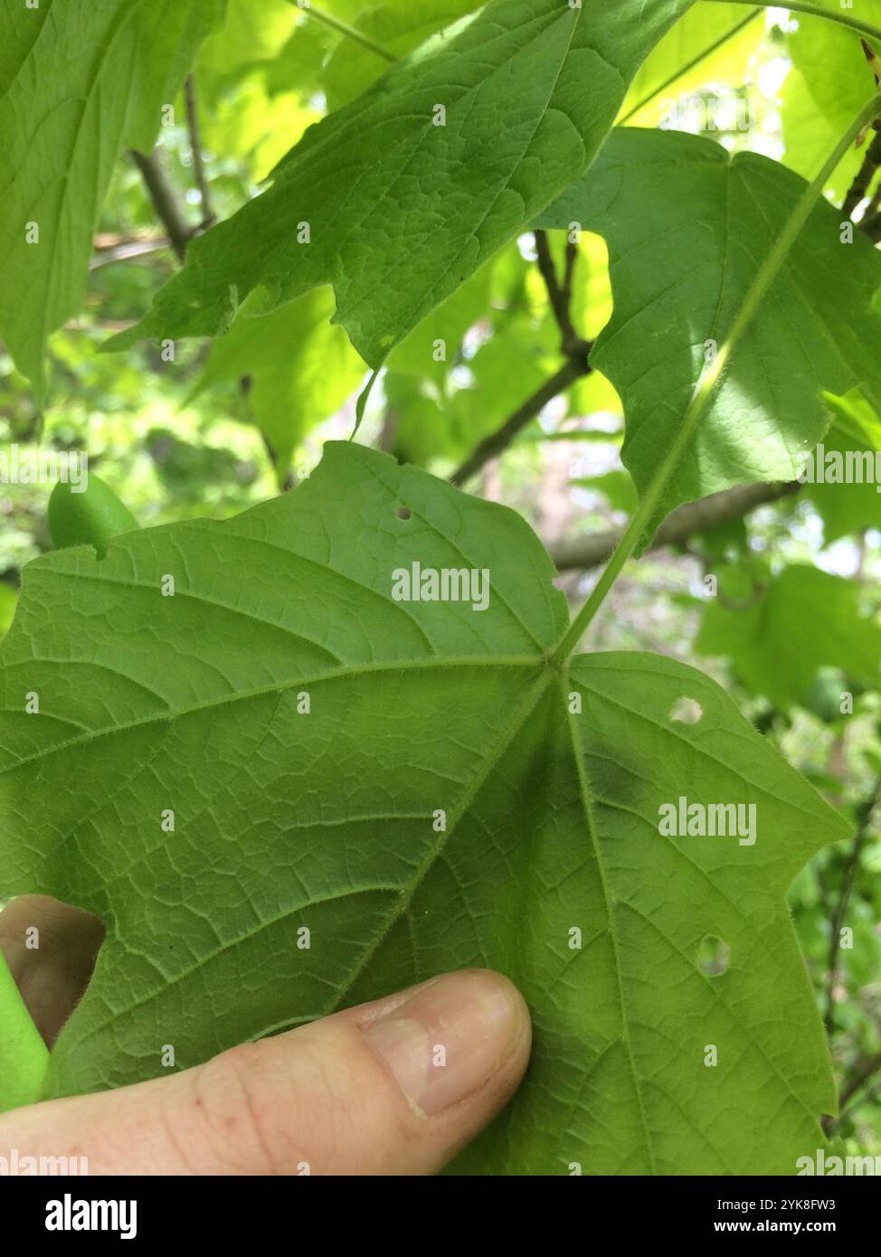 black maple (Acer nigrum Stock Photo - Alamy