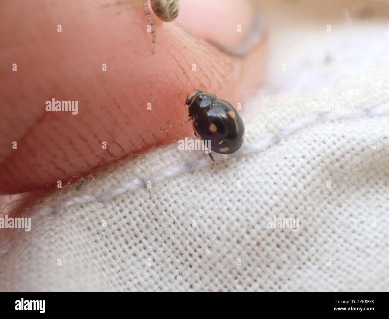 Sigil Lady Beetles (Hyperaspis Stock Photo - Alamy