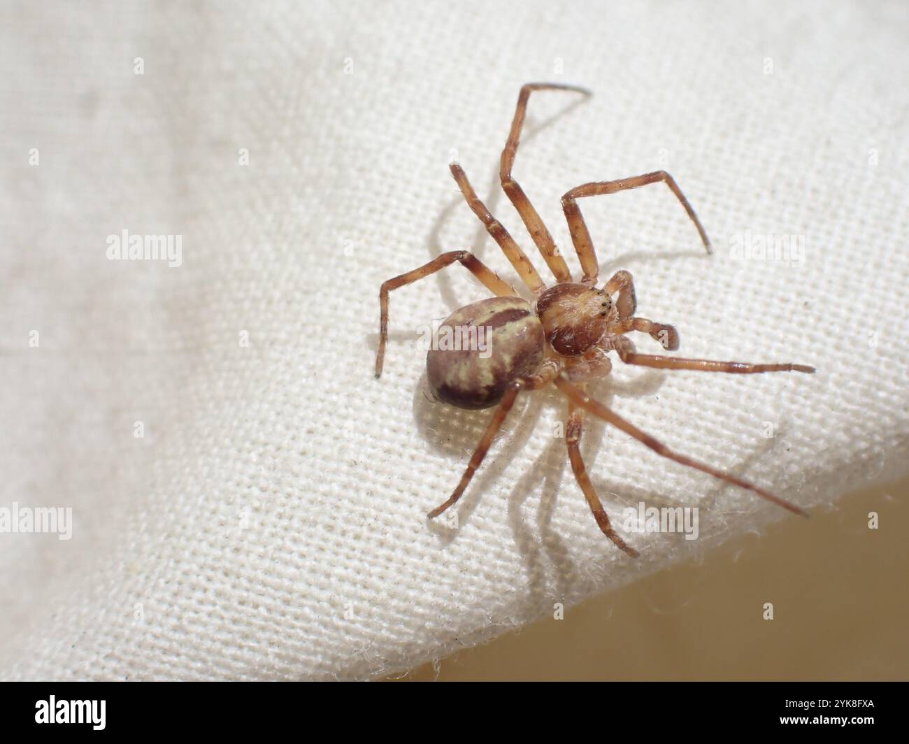 Running Crab Spiders (Philodromus Stock Photo - Alamy