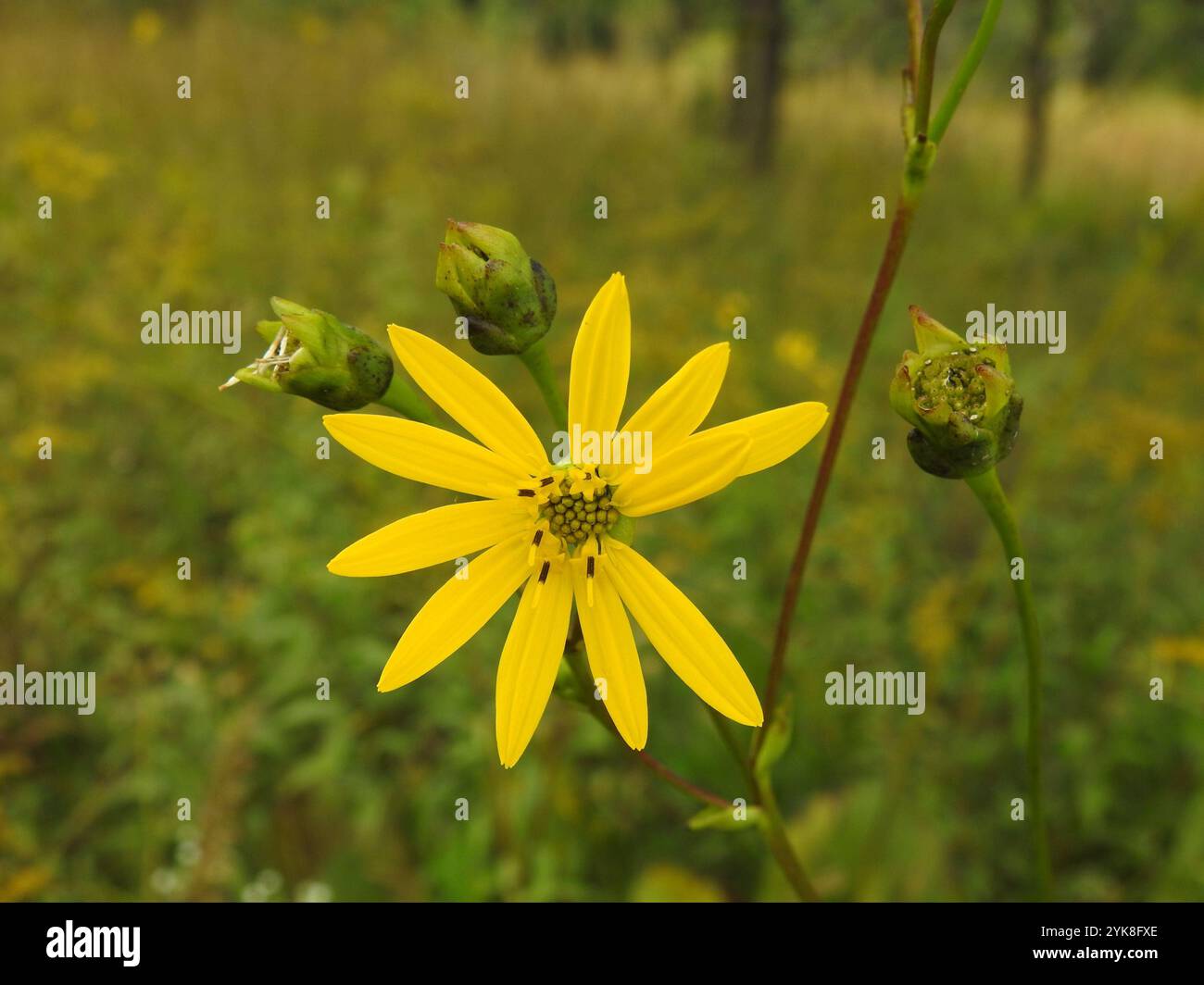 prairie dock (Silphium terebinthinaceum Stock Photo - Alamy
