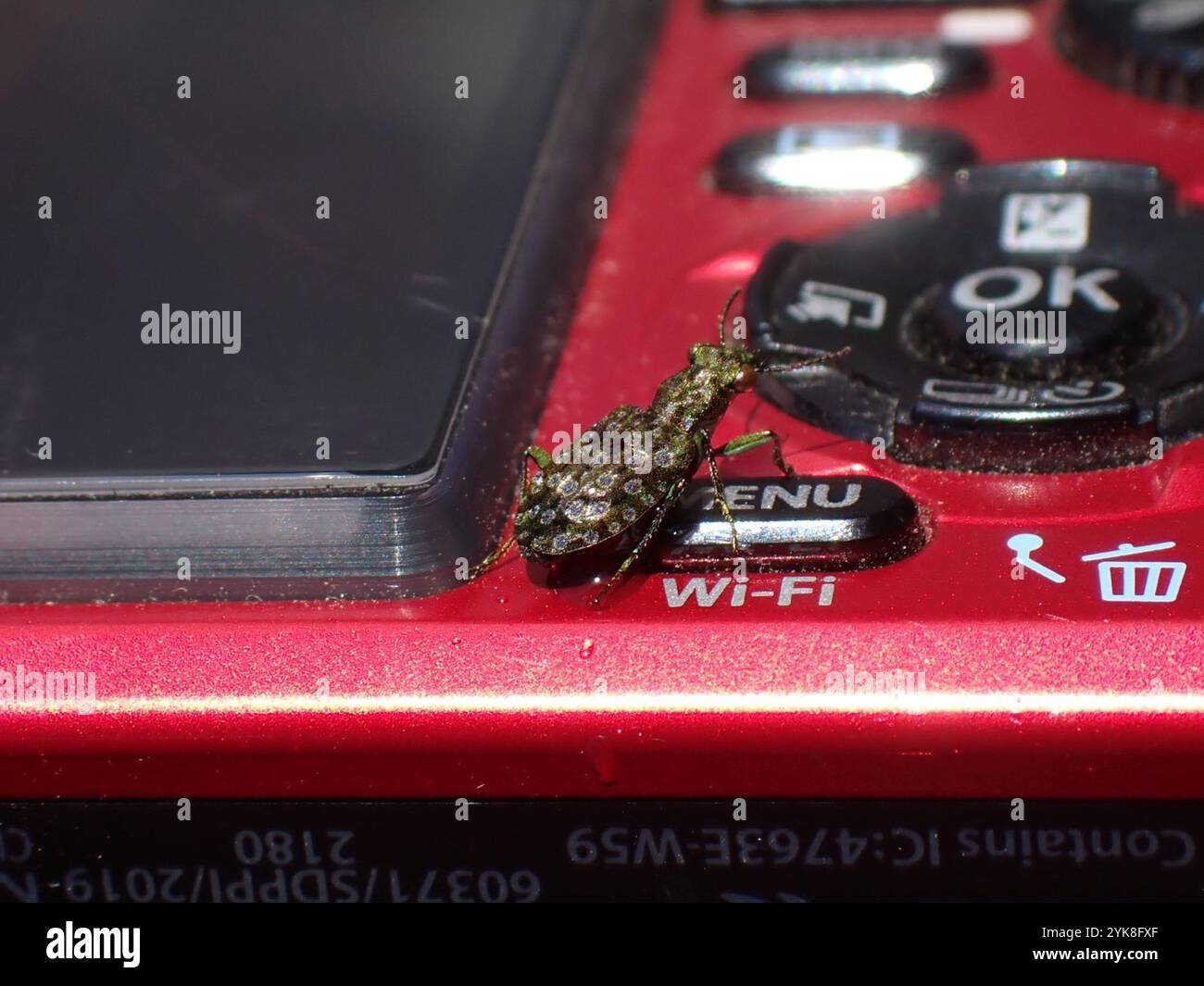 Marsh ground beetles hi-res stock photography and images - Alamy