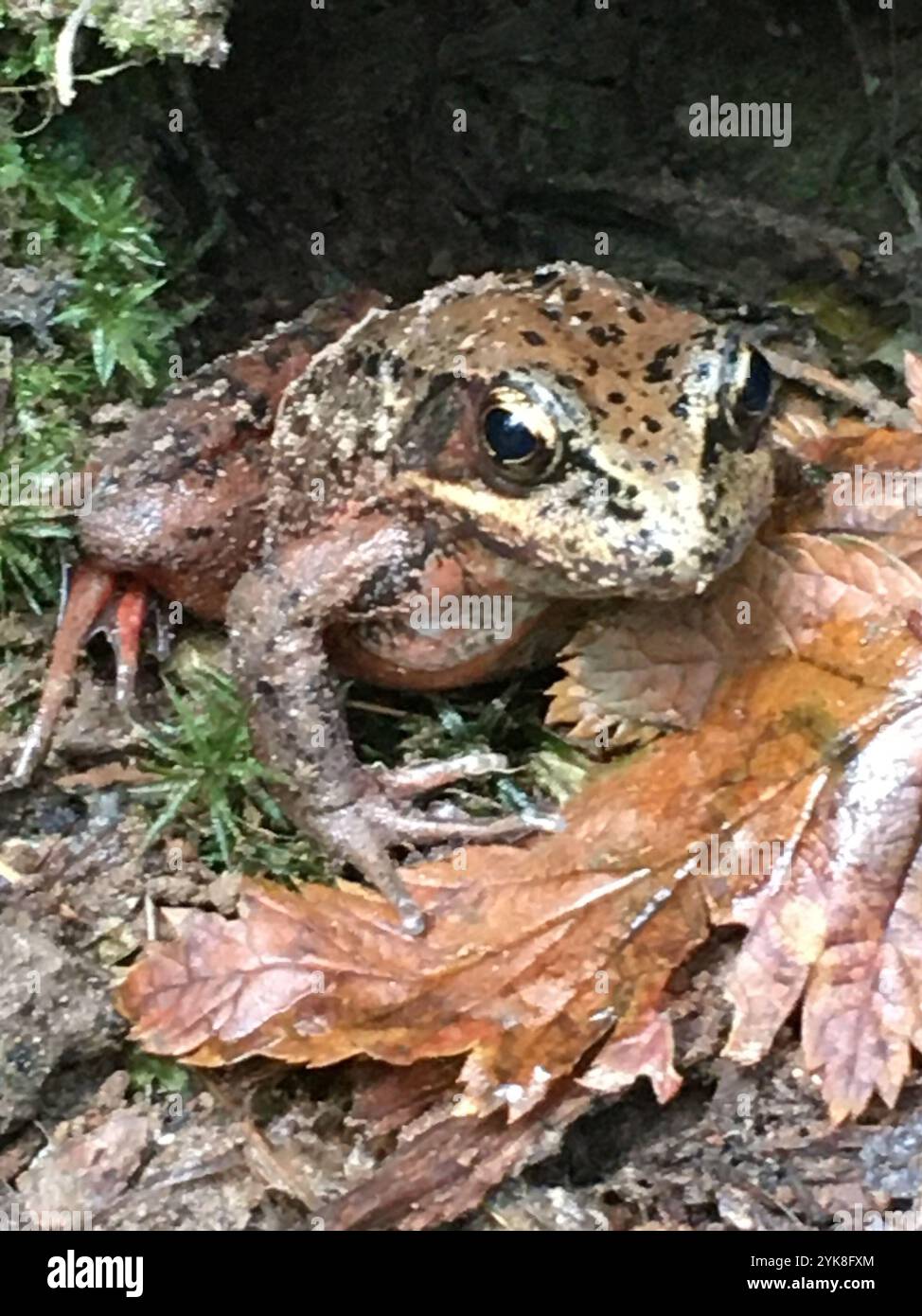 Northern red legged frog hi-res stock photography and images - Alamy