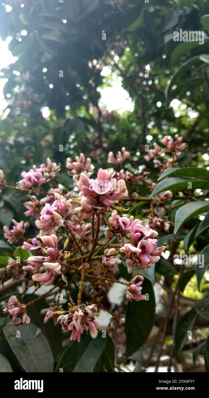 Andira inermis hi-res stock photography and images - Alamy