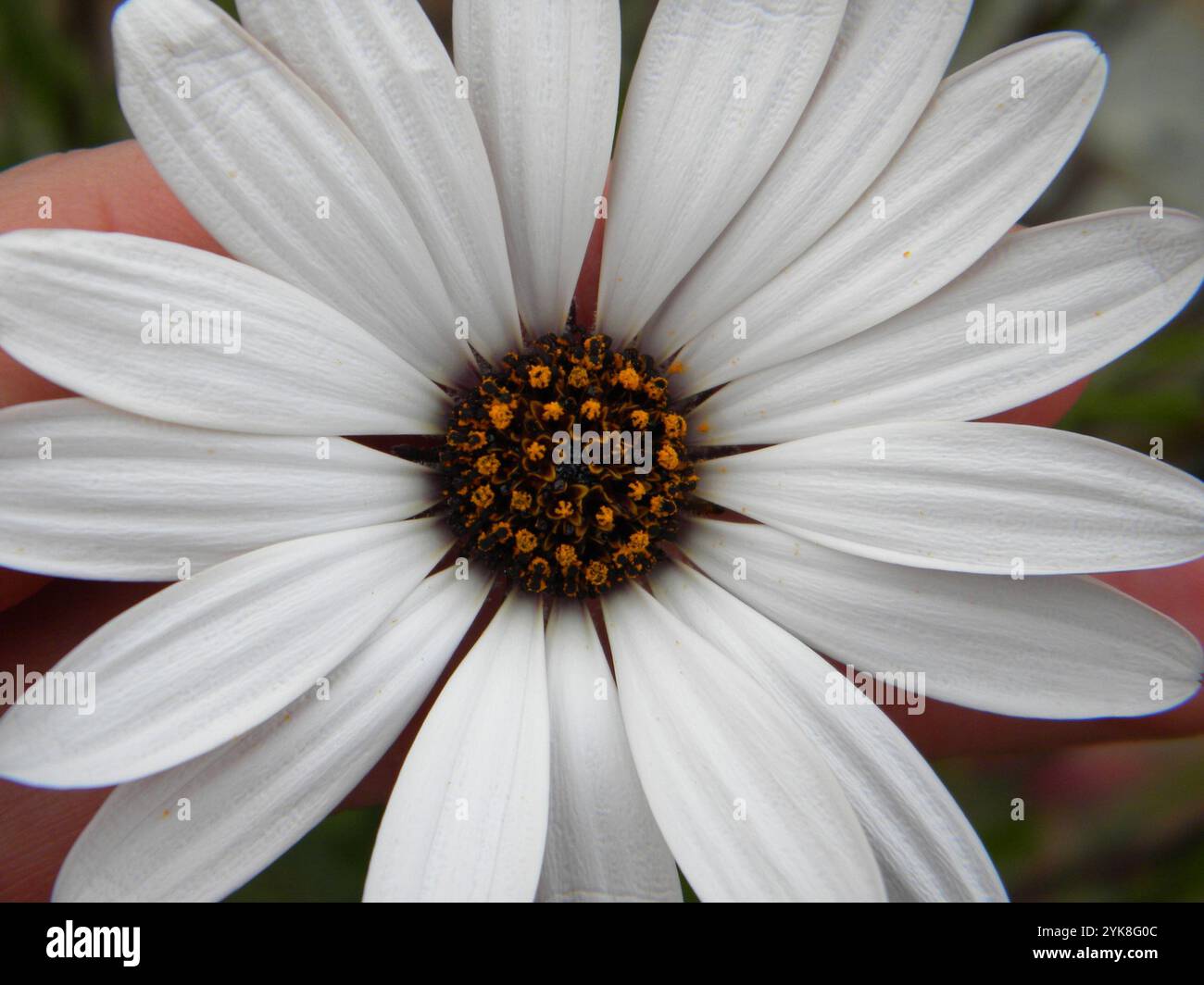 African oxeye (Dimorphotheca nudicaulis Stock Photo - Alamy