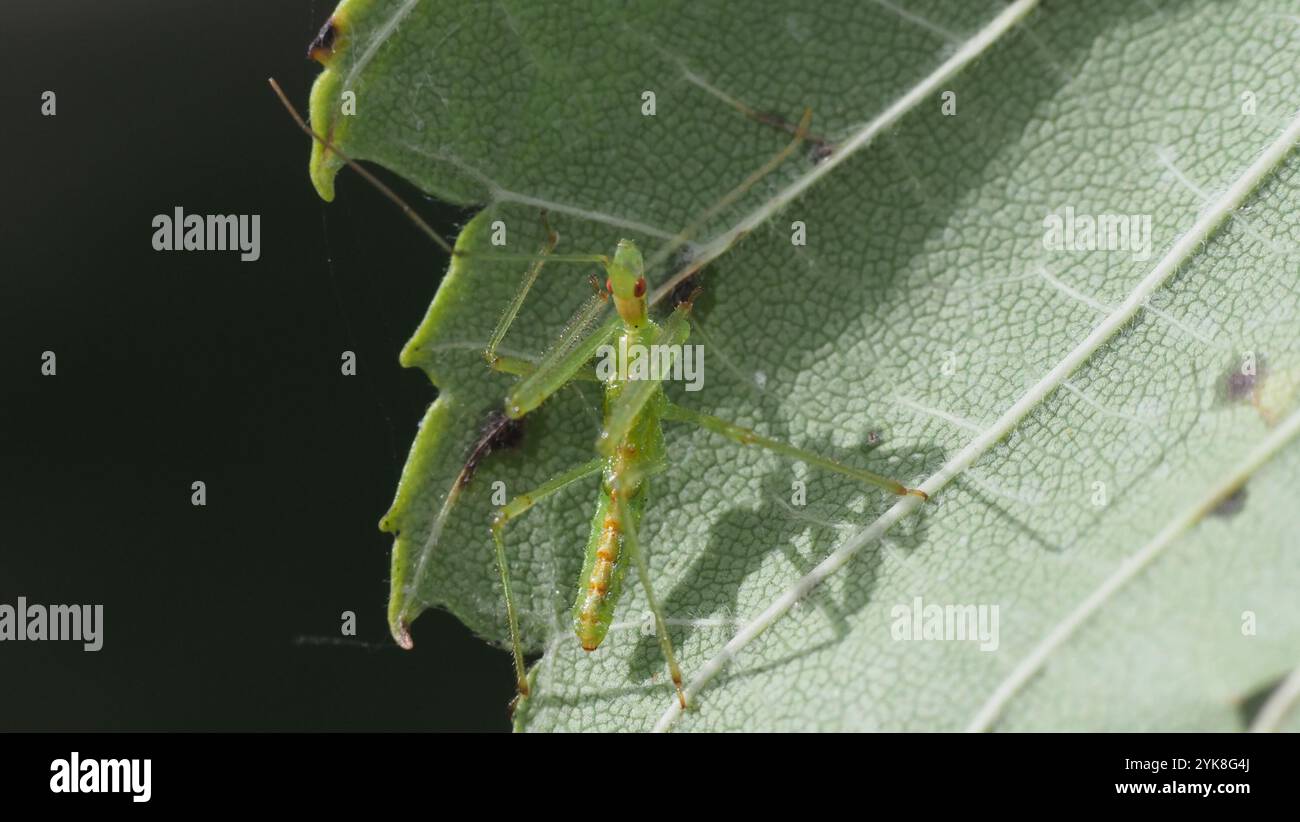 Pale Green Assassin Bug (Zelus luridus Stock Photo - Alamy