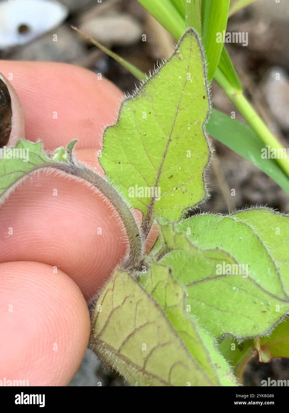 black nightshade (Solanum nigrum Stock Photo - Alamy