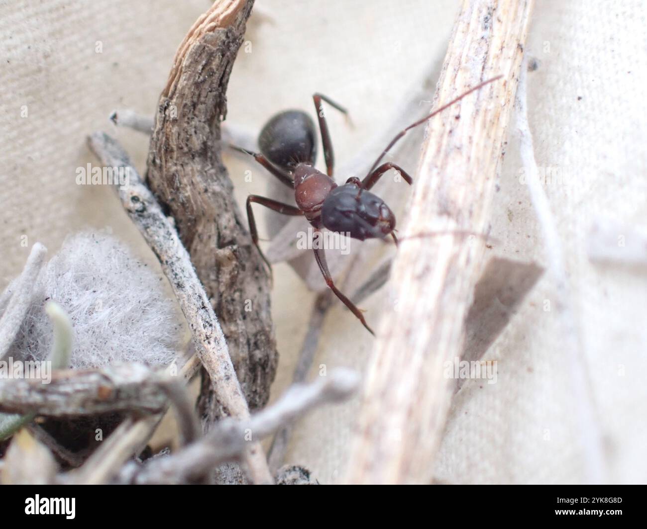Bicolored Carpenter Ant (Camponotus vicinus Stock Photo - Alamy