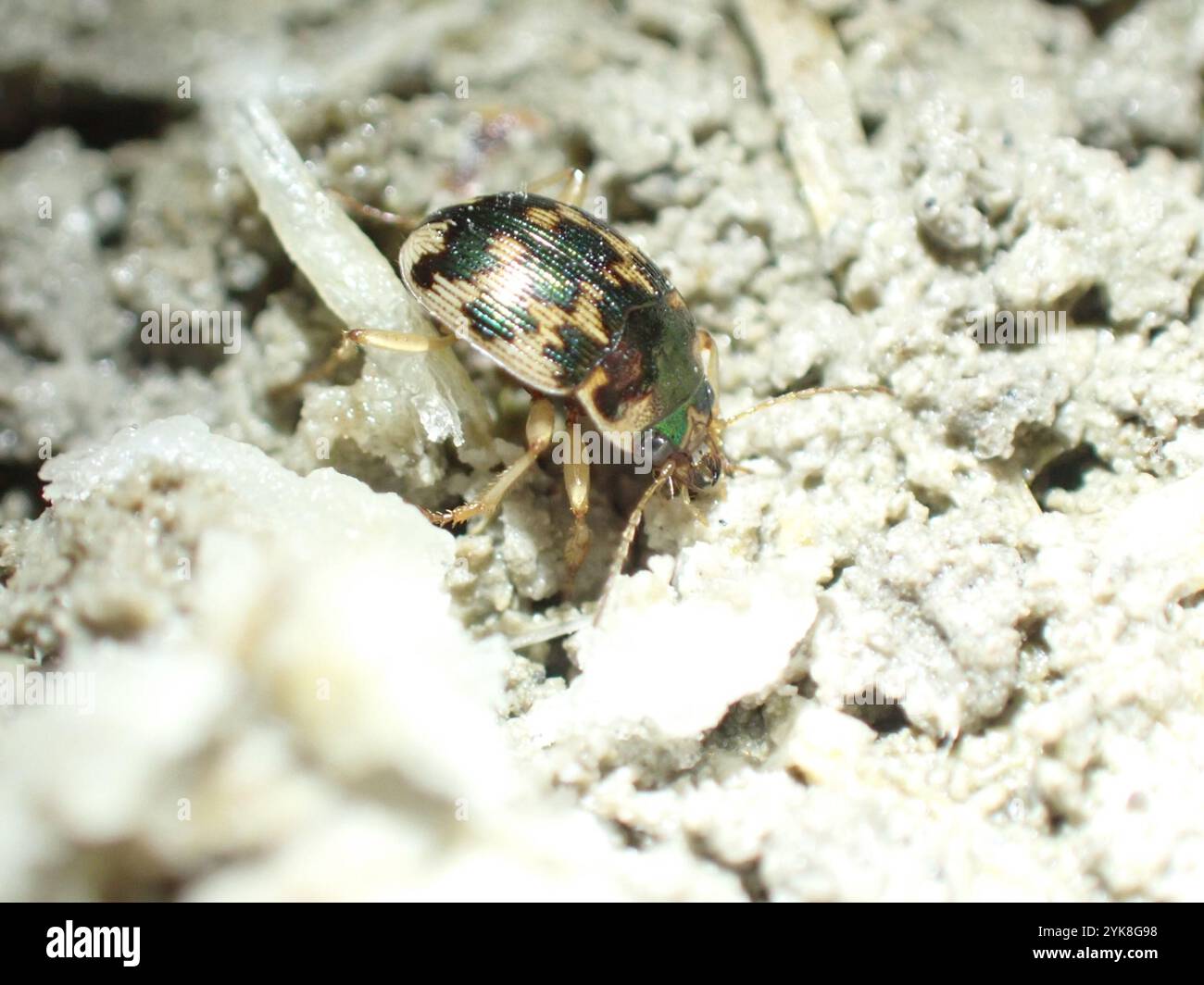 Sand beetles hi-res stock photography and images - Alamy