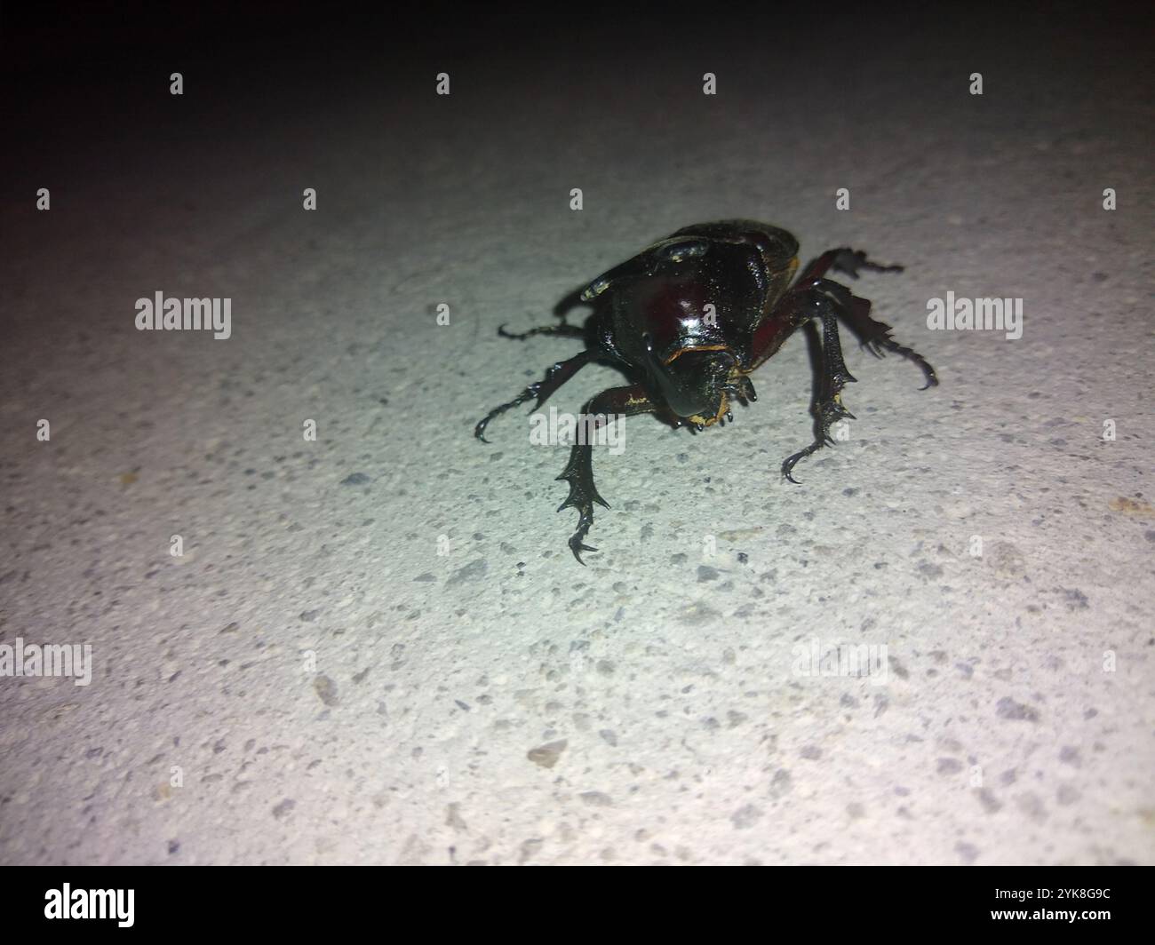 Coelosis hi-res stock photography and images - Alamy