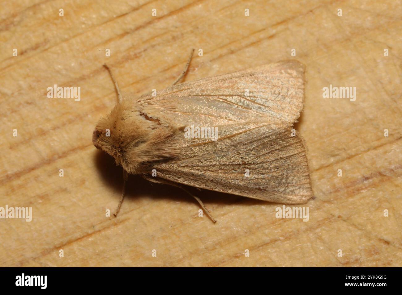 The Clay (Mythimna ferrago Stock Photo - Alamy