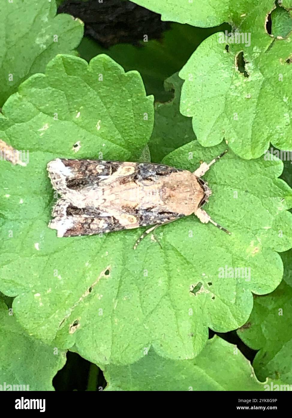 Fall Armyworm Moth (Spodoptera frugiperda Stock Photo - Alamy