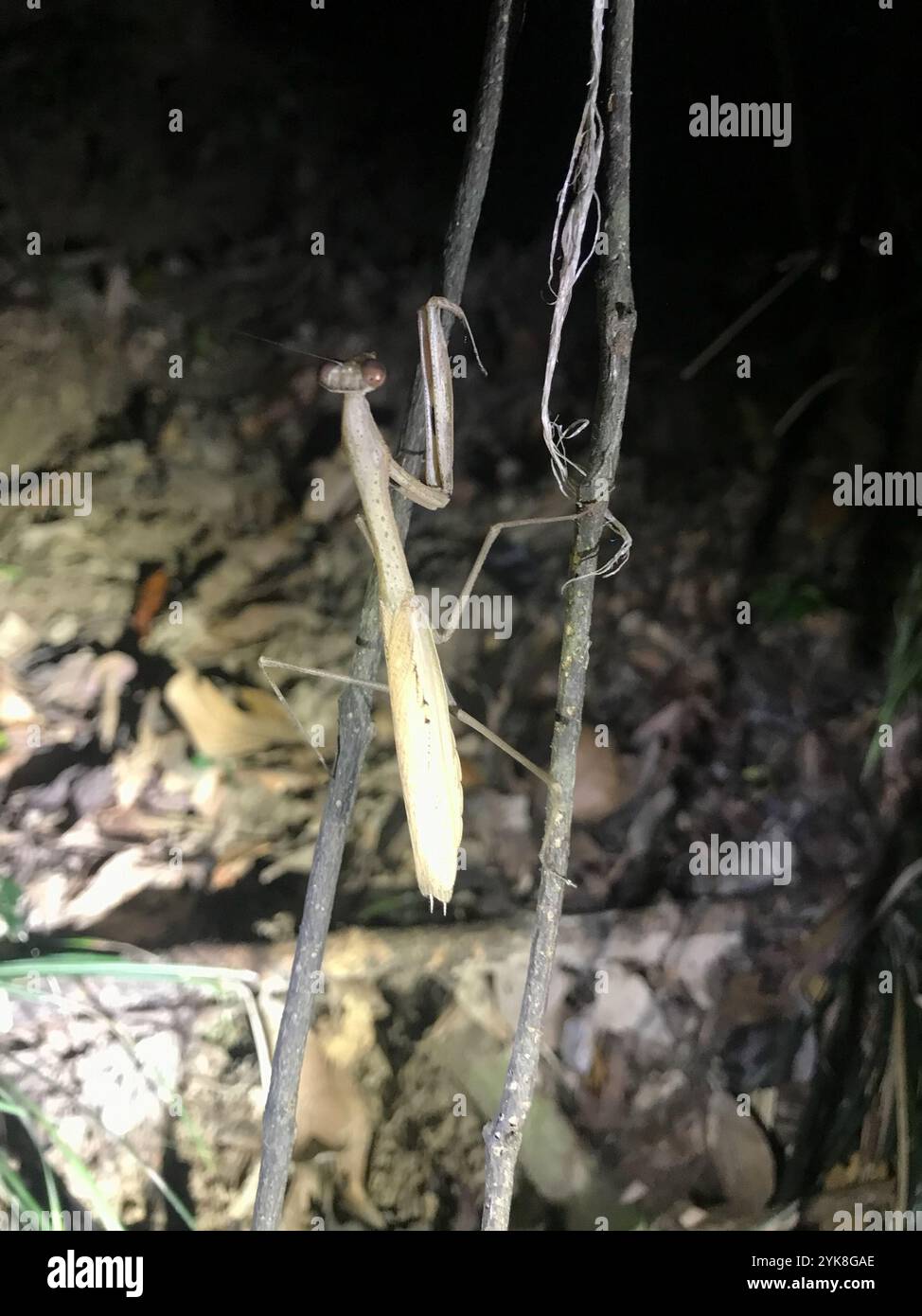 Asian jumping mantis hi-res stock photography and images - Alamy