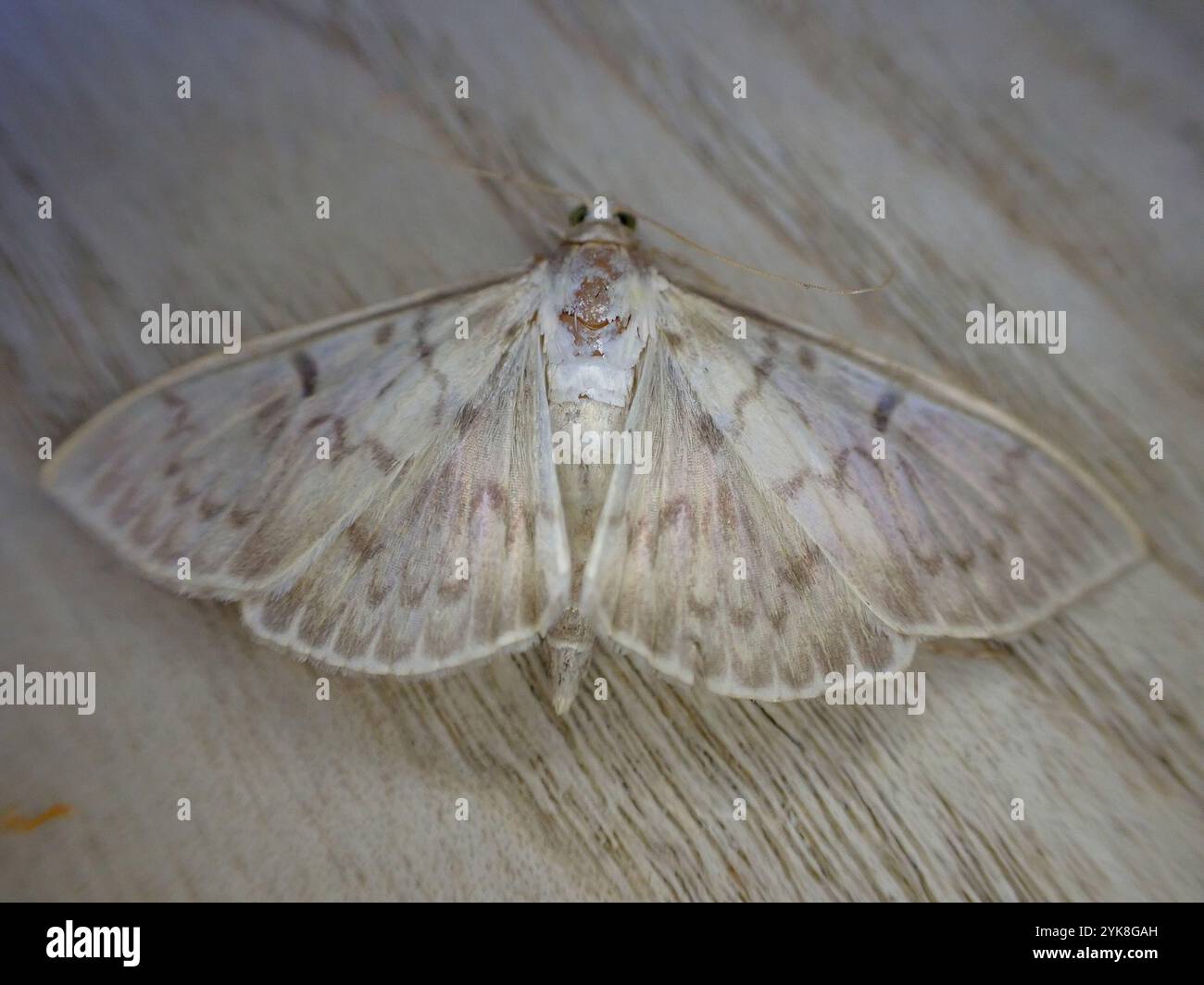 Mother of Pearl (Patania ruralis Stock Photo - Alamy