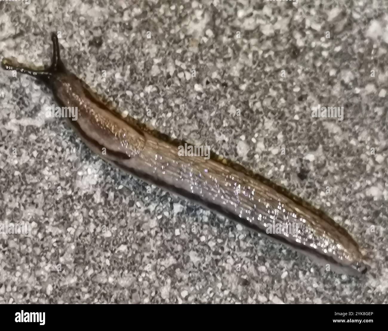 Northern Dusky Slug (Arion fuscus Stock Photo - Alamy