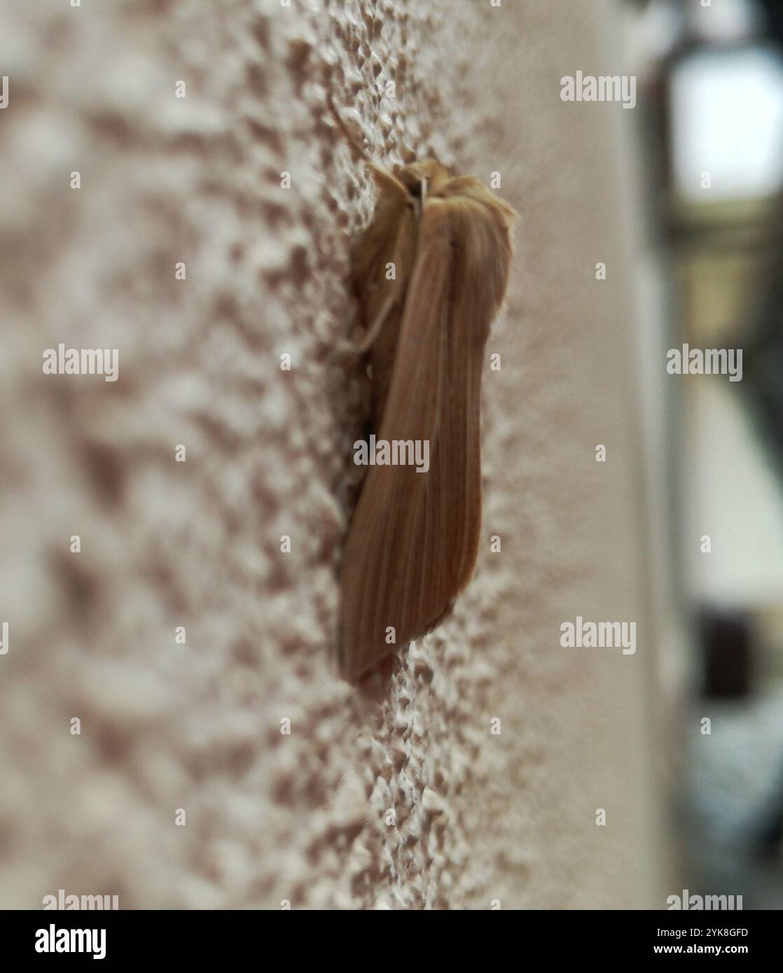 Common Wainscot (Mythimna pallens Stock Photo - Alamy