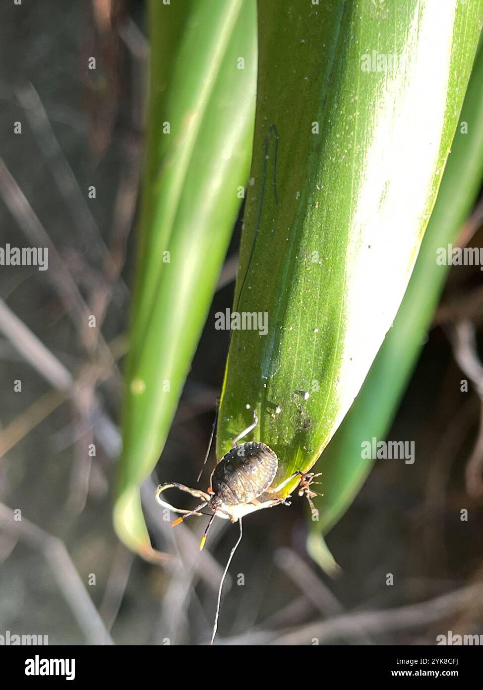 Dinidorid Bugs (Dinidoridae Stock Photo - Alamy