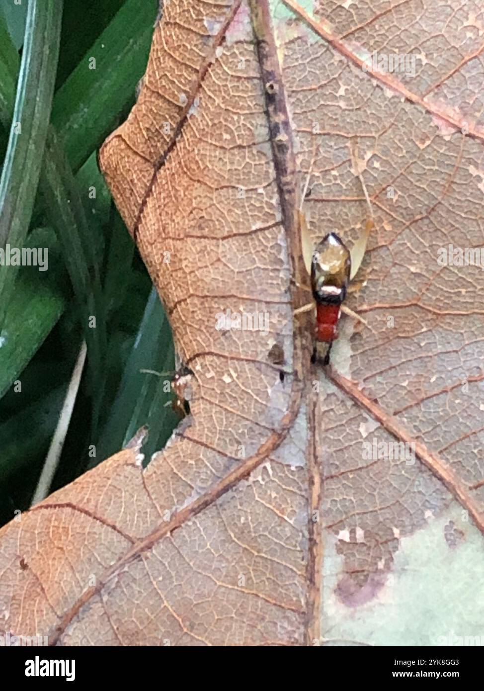 Red headed bush cricket hi-res stock photography and images - Alamy