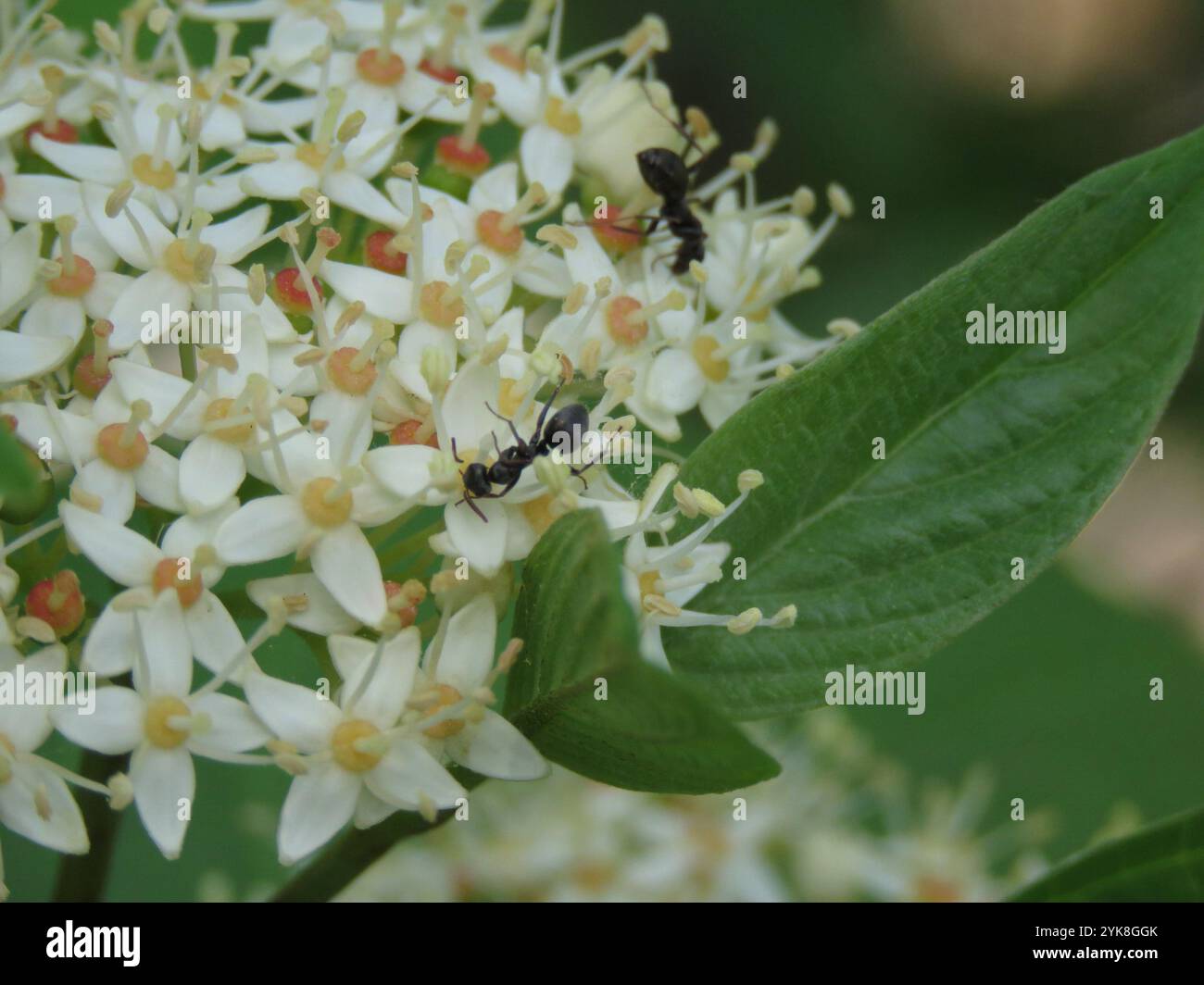 fusca-group Field Ants and Allies (Formica fusca Stock Photo - Alamy