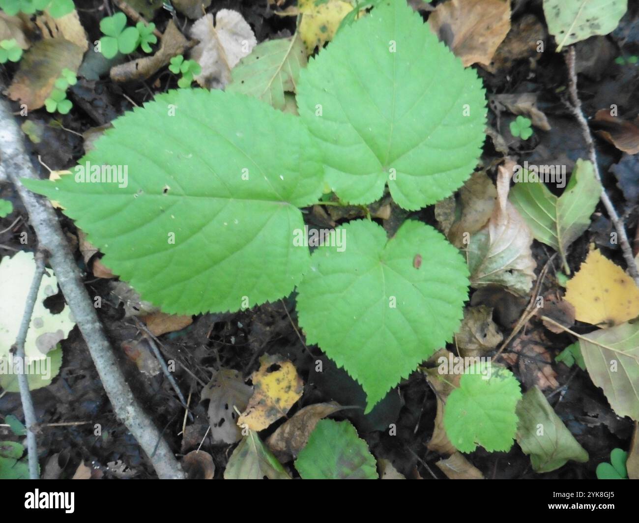 Small-leaved Lime (Tilia cordata Stock Photo - Alamy