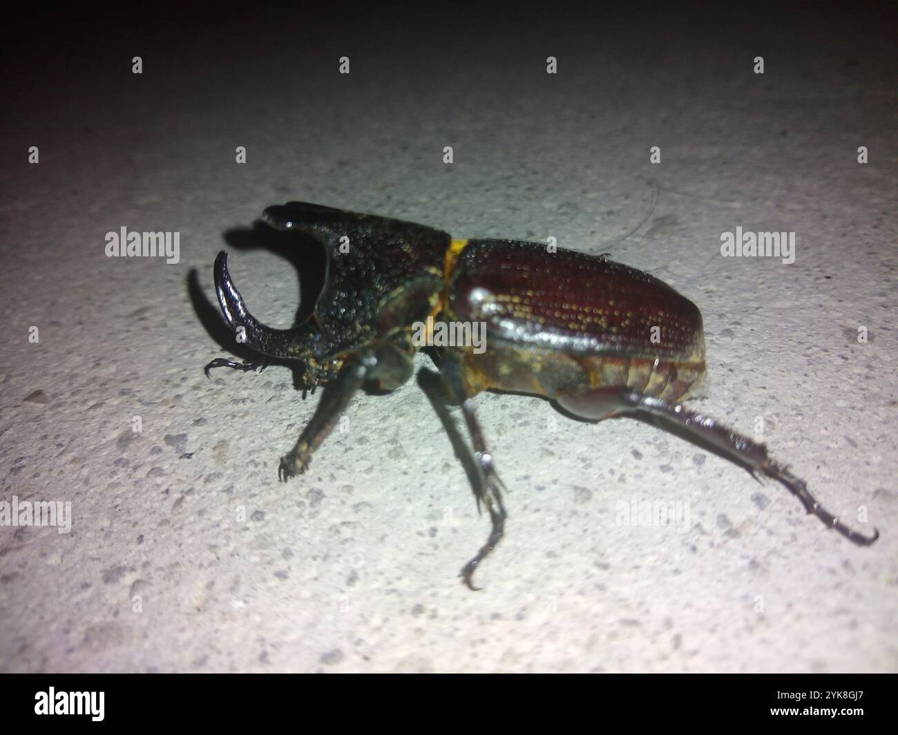 Coelosis hi-res stock photography and images - Alamy