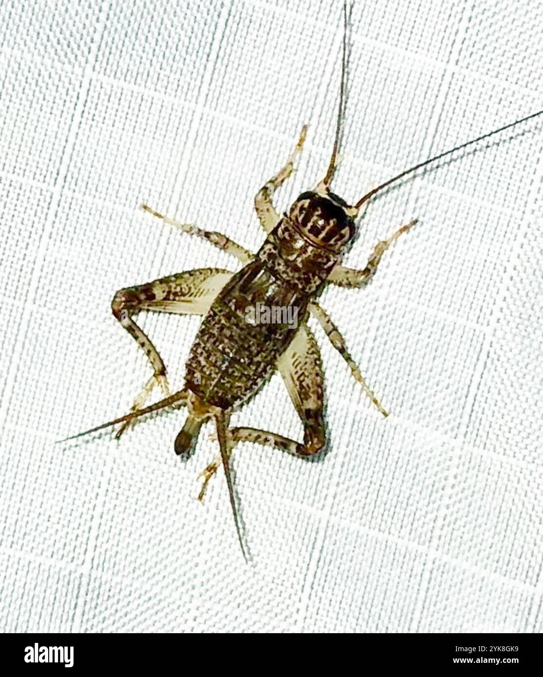 Japanese burrowing cricket hi-res stock photography and images - Alamy