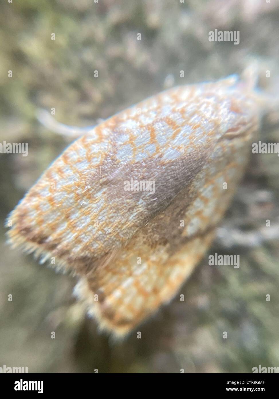 Maple Leaftier Moth (Acleris forsskaleana Stock Photo - Alamy
