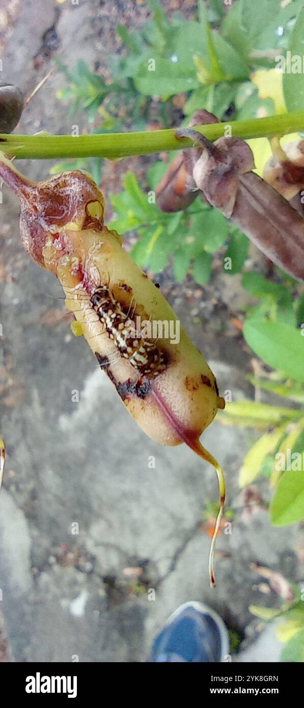 Ornate Bella Moth (Utetheisa ornatrix Stock Photo - Alamy