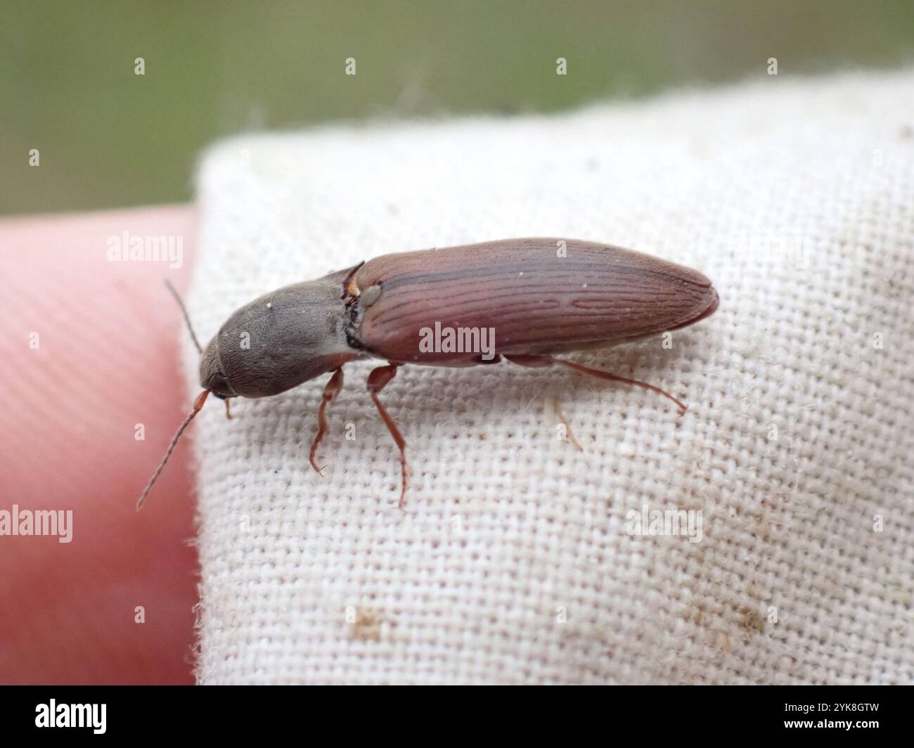 The rusty click beetle hi-res stock photography and images - Alamy