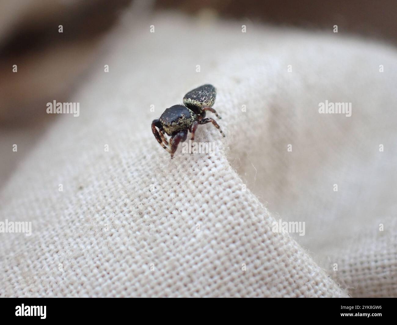 The sassacus hi-res stock photography and images - Alamy