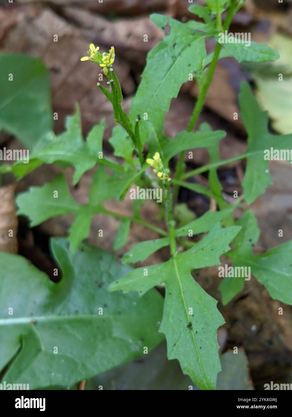 Hedge mustard (Sisymbrium officinale Stock Photo - Alamy