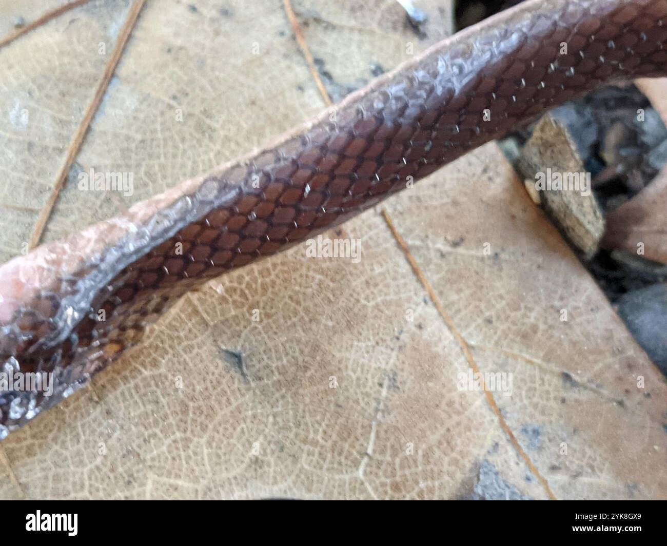 Eastern Worm Snake (Carphophis amoenus Stock Photo - Alamy