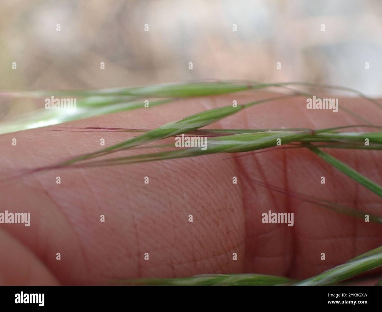 Cheatgrass (Bromus tectorum Stock Photo - Alamy