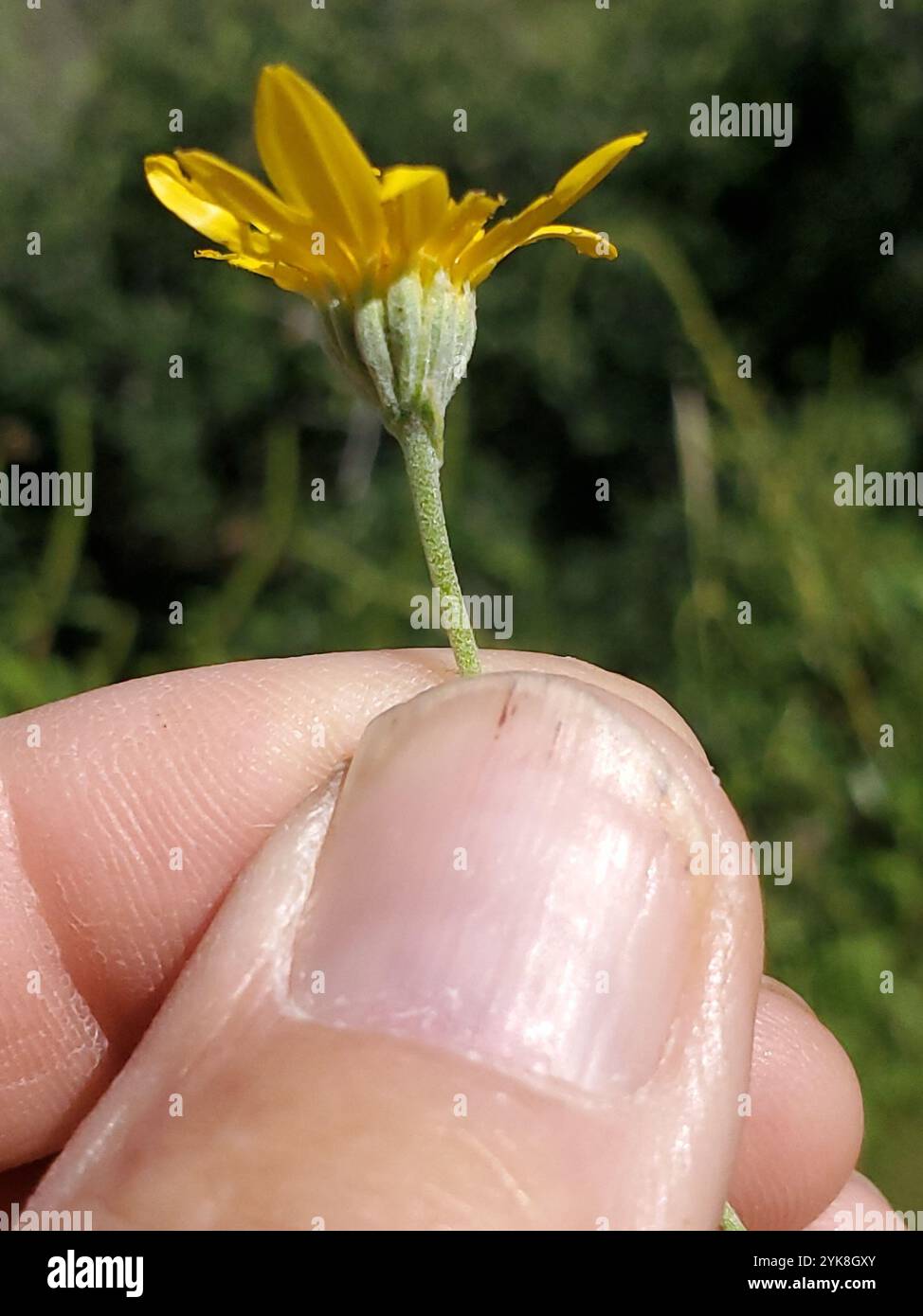 hairyseed bahia (Picradeniopsis absinthifolia Stock Photo - Alamy
