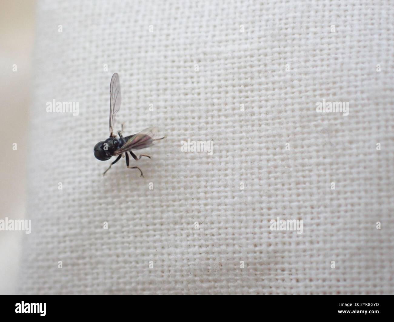 Pipunculidae hi-res stock photography and images - Alamy