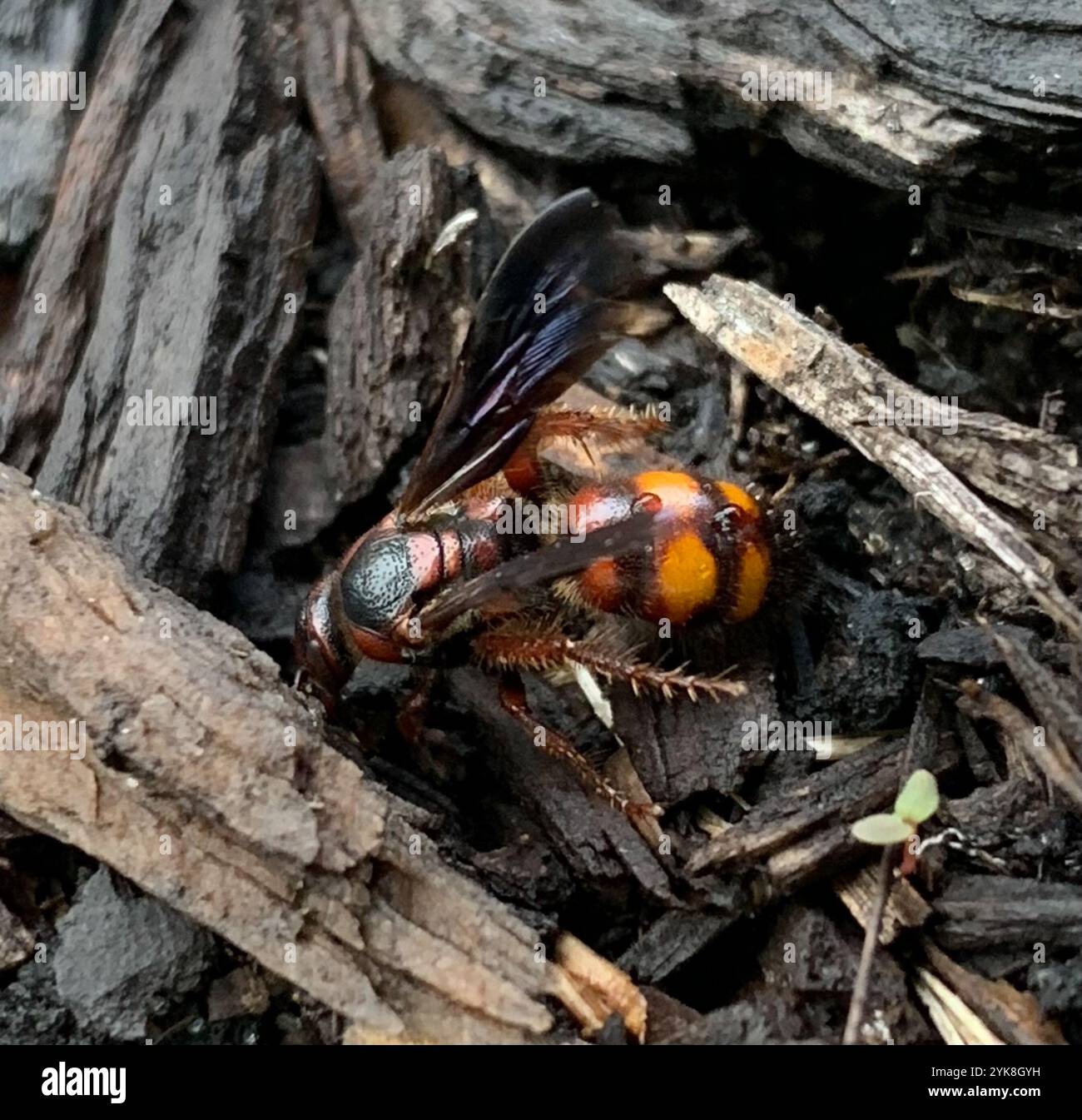 Noble Scoliid Wasp (Scolia nobilitata Stock Photo - Alamy