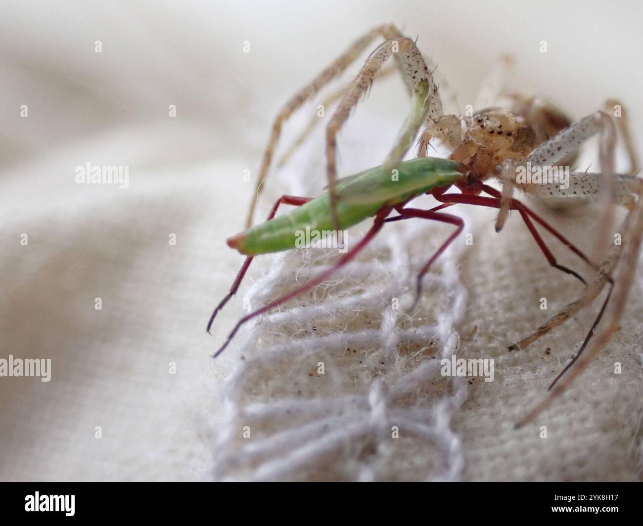 True Bugs (Heteroptera Stock Photo - Alamy