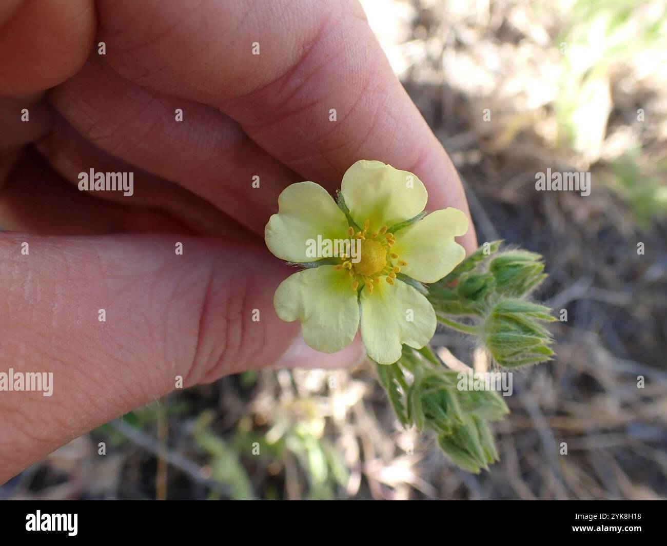 sulphur cinquefoil (Potentilla recta Stock Photo - Alamy