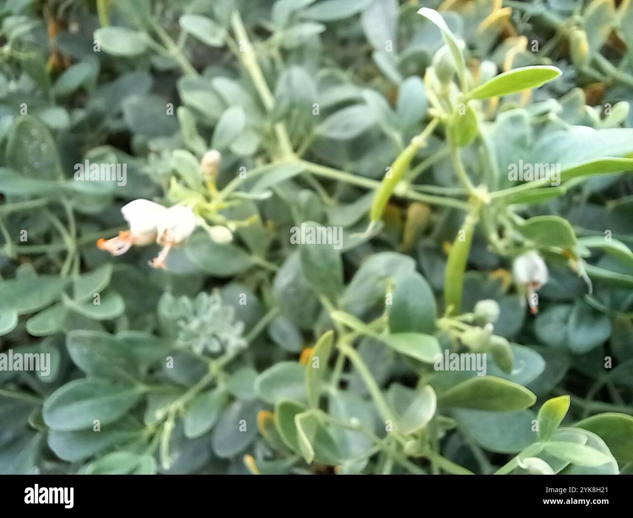 Syrian bean-caper (Zygophyllum fabago Stock Photo - Alamy